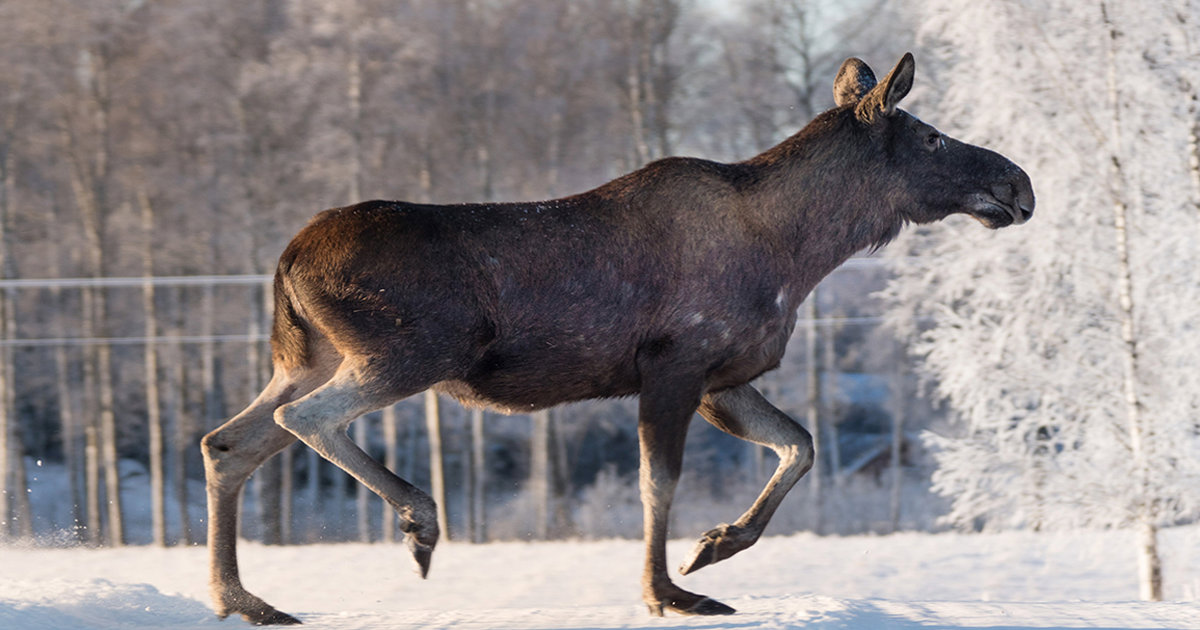 Hur gör jag när jag kört på ett djur? - Riksförbundet M Sverige